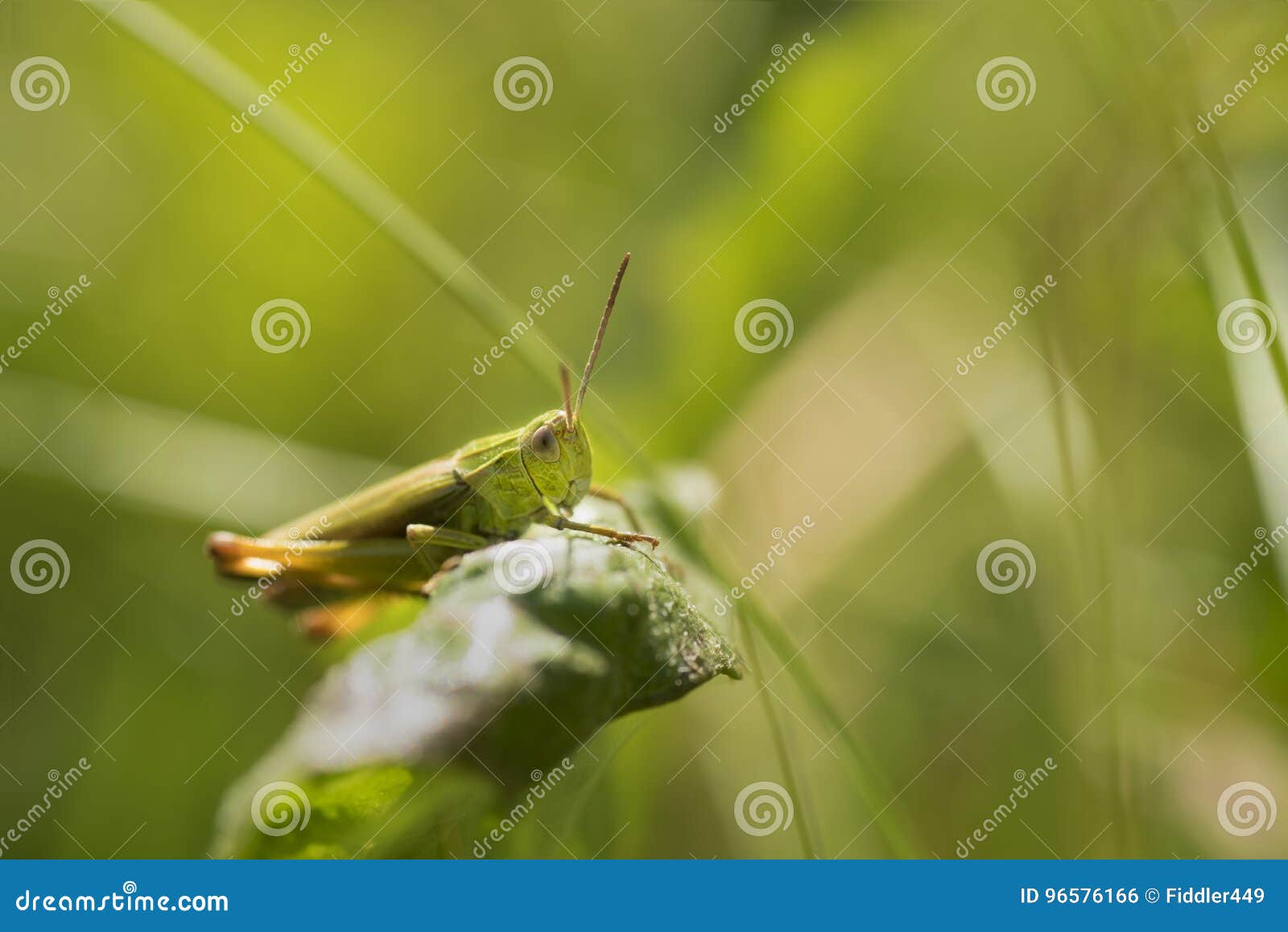 Macro of cricket insect stock photo. Image of grass, legs - 96576166