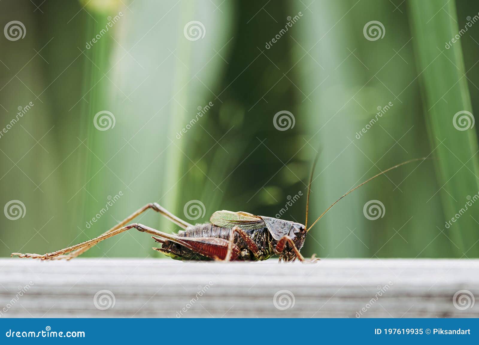Macro of a Cricket in Nature Stock Image - Image of isolated, animal ...