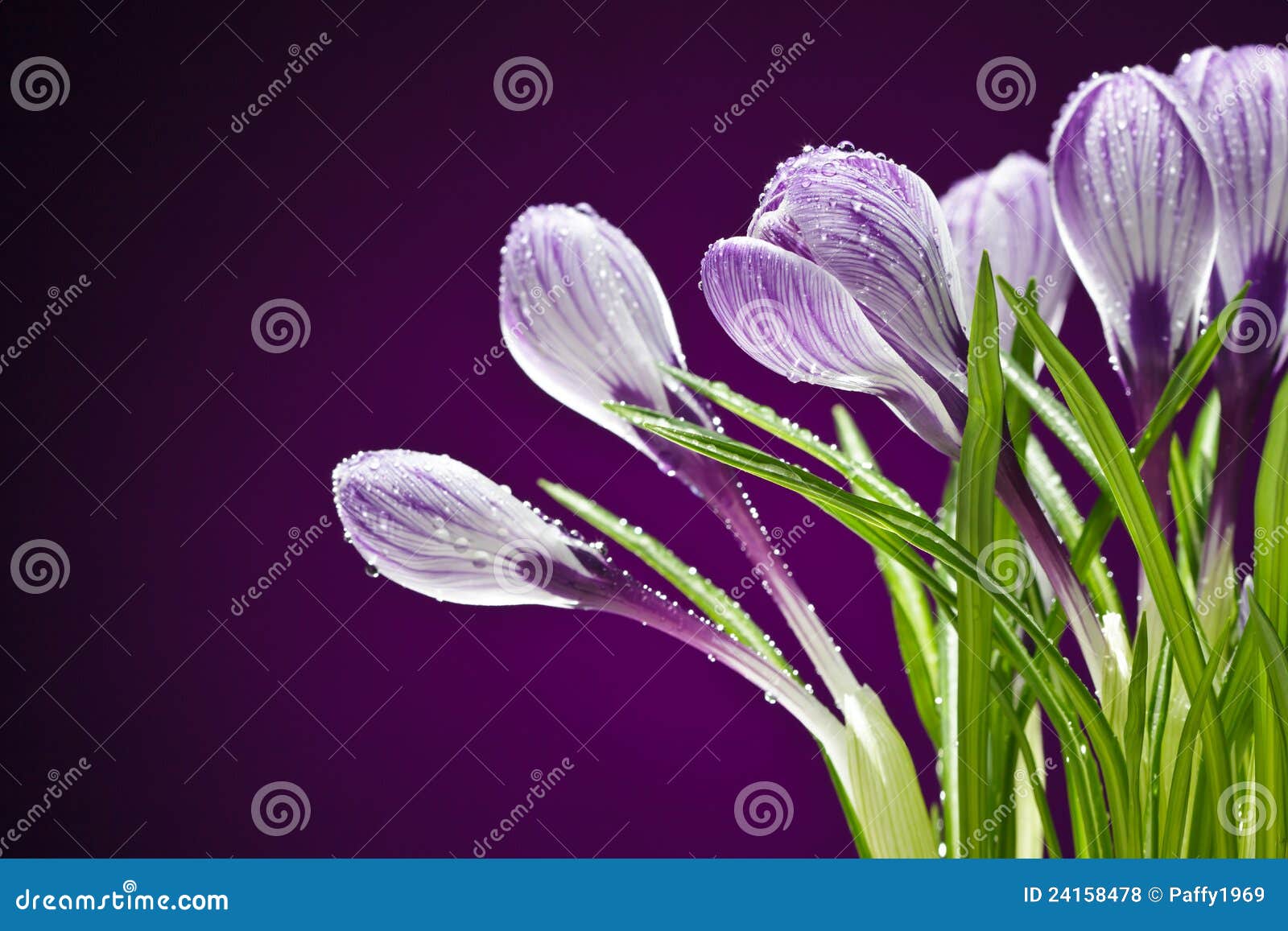 Macro of crocuses stock photo. Image of april, drop, crocus - 24158478