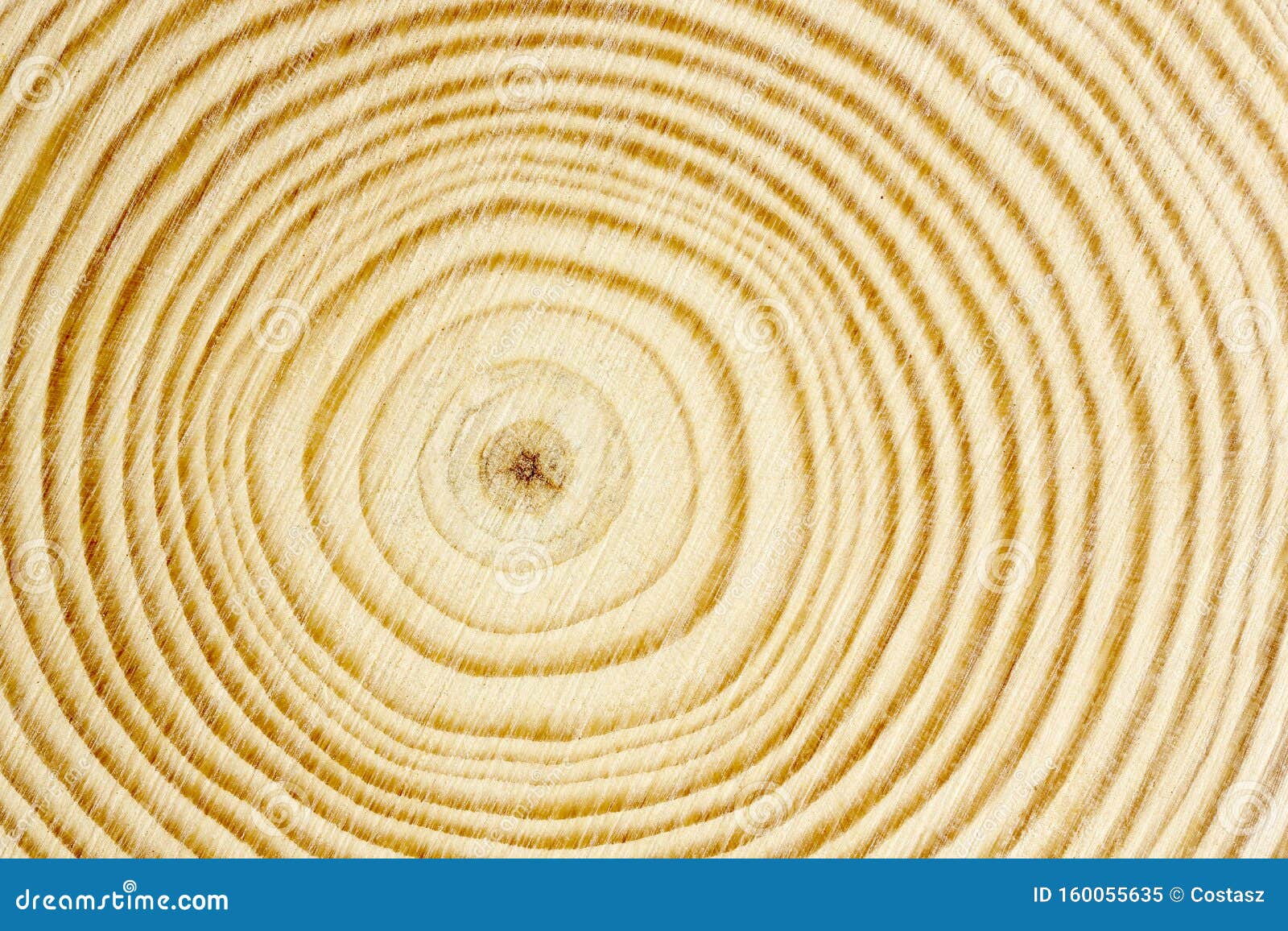 Cross Section of Tree Branch Stock Image - Image of nature, material ...