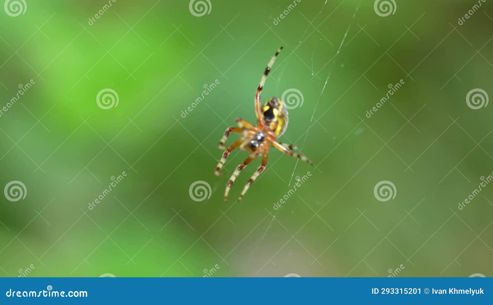 Spider walks on spider web stock video. Video of insect - 293315201