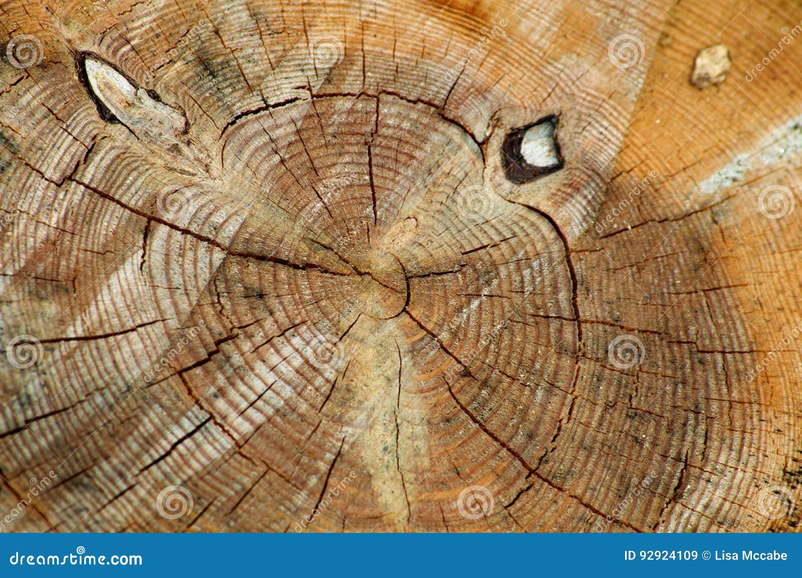 Closeup Tree Stump Textured Background Stock Image - Image of timber ...