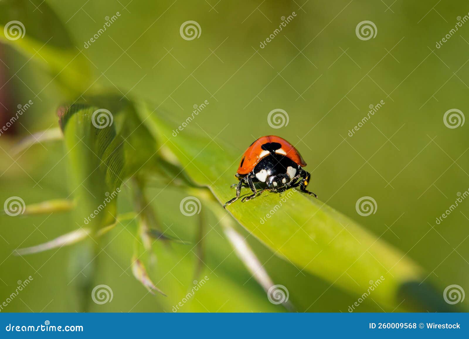 Macro of a Cute Ladybug Climbing a Green Plant Outdoors Stock Photo ...
