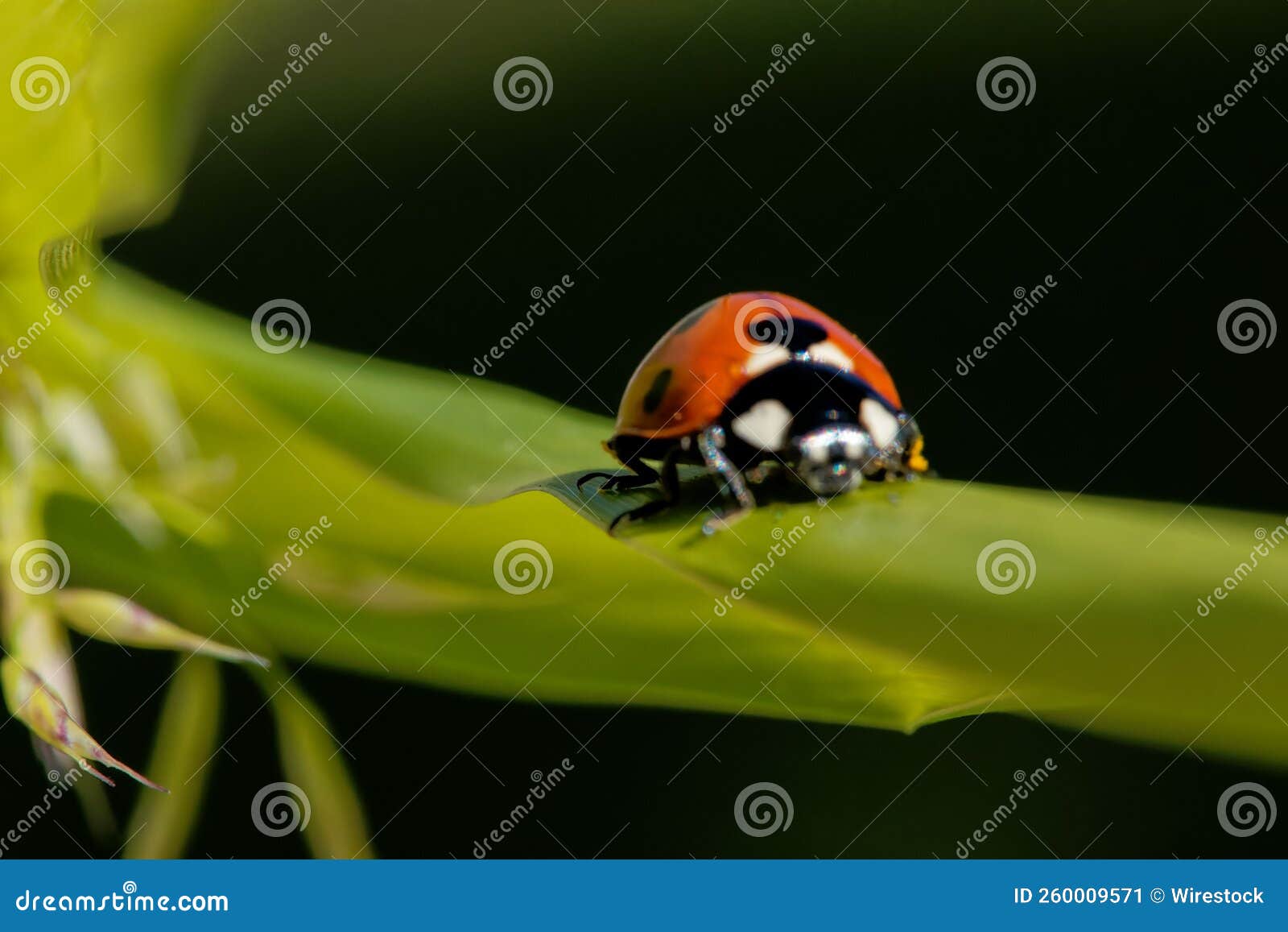 Macro of a Cute Ladybug Climbing a Green Plant Outdoors Stock Image ...