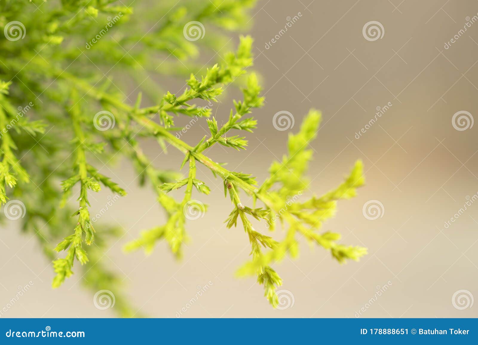 Macro of Cypress Tree Branch in the Hedge Stock Image - Image of ...