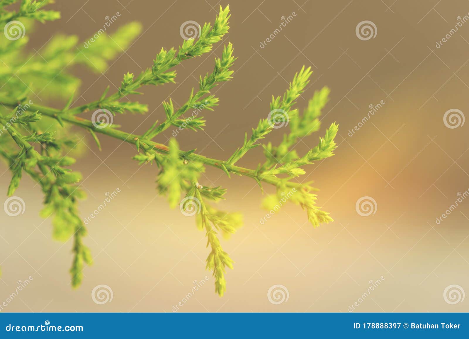 Macro of Cypress Tree Branch in the Hedge Stock Image - Image of forest ...
