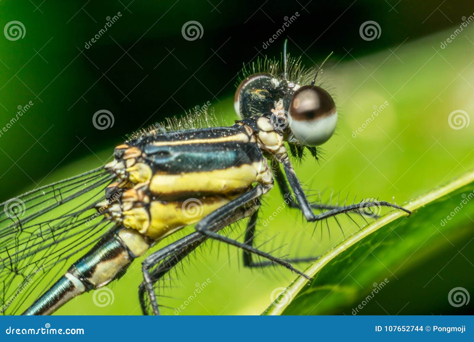Macro D'insecte De Libellule En Jaune Et Noir Photo stock - Image du ...