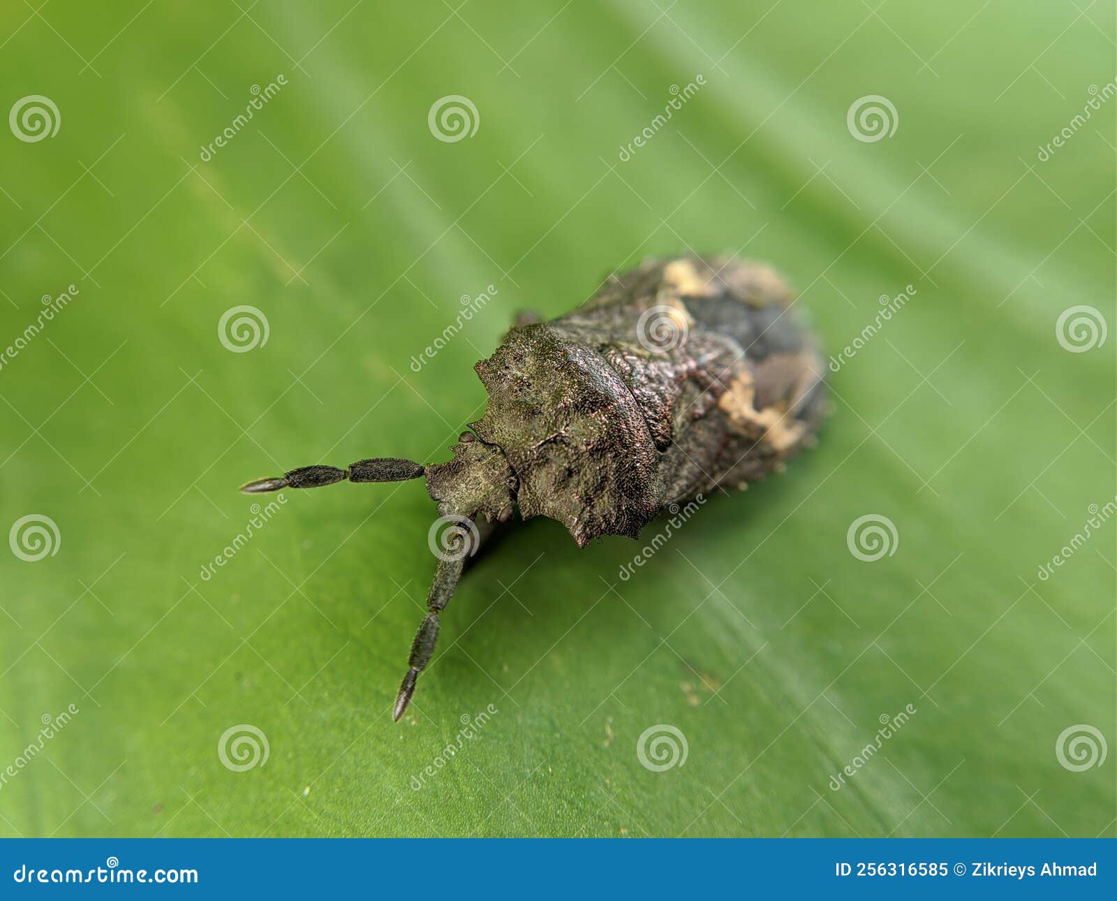 Macro D'insecte Puant Sur Les Feuilles Vertes Image stock - Image du ...