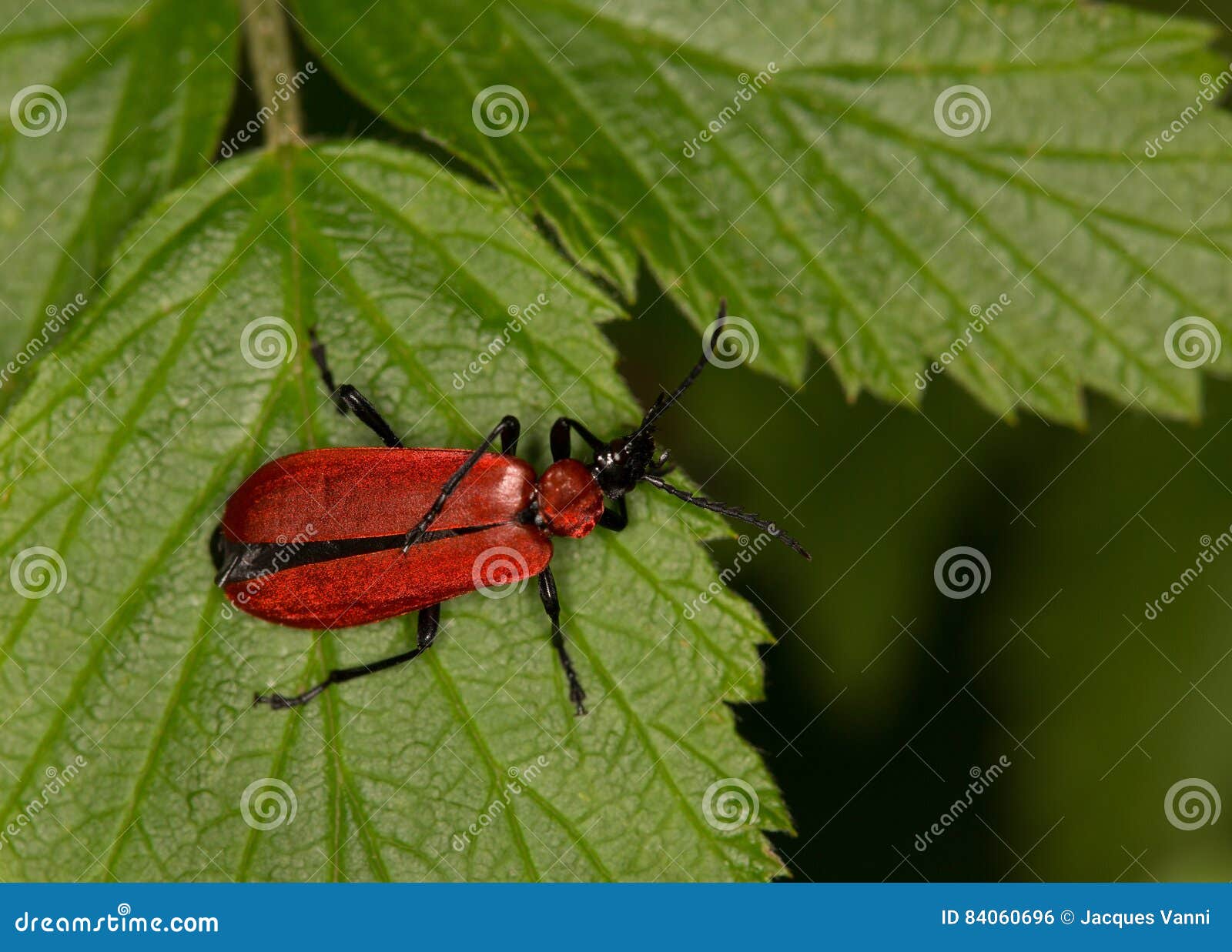 Macro D'un Insecte : Coccinea De Pyrochroa Photo stock - Image du ...