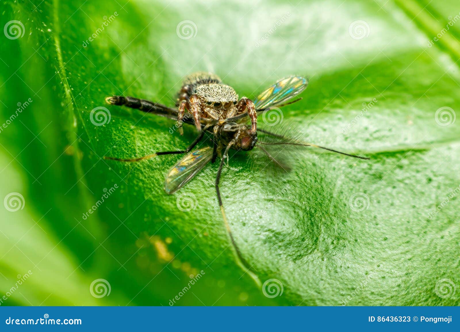 Macro Da Aranha Que Come O Mosquito Imagem de Stock - Imagem de cara ...