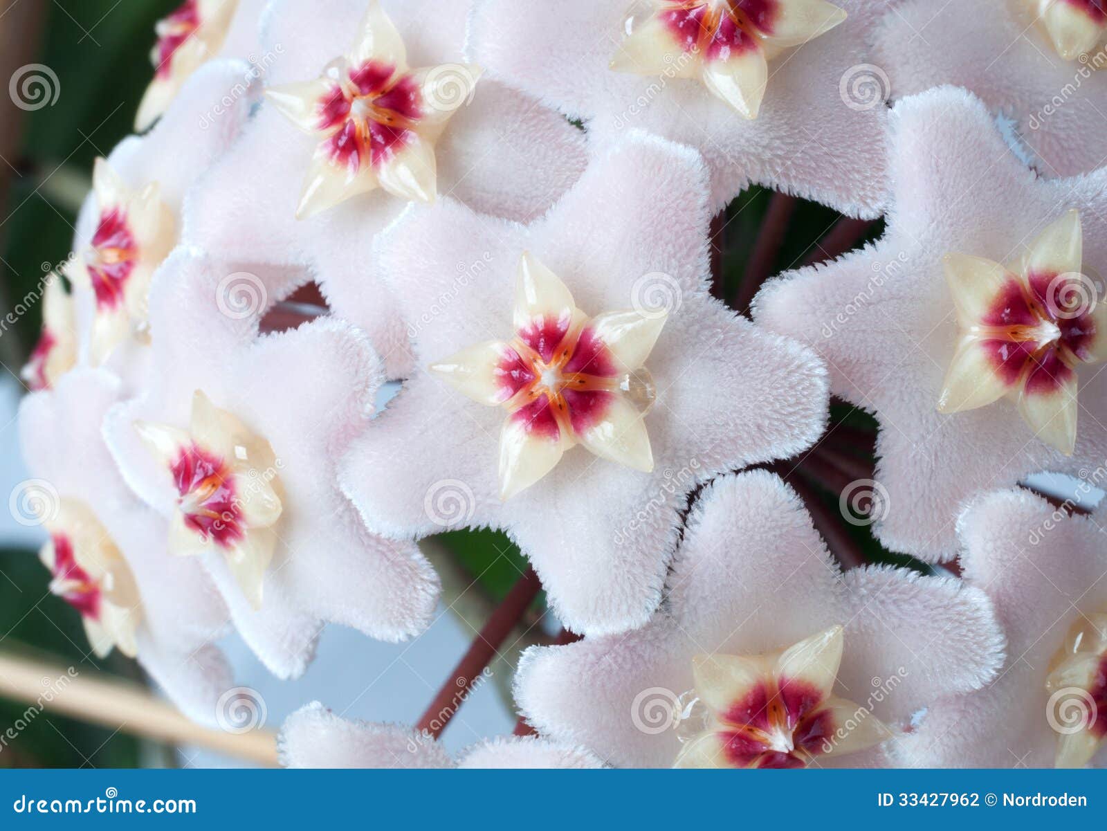 Macro Da Flor Da Planta De Cera Foto de Stock - Imagem de sazonal, mola ...