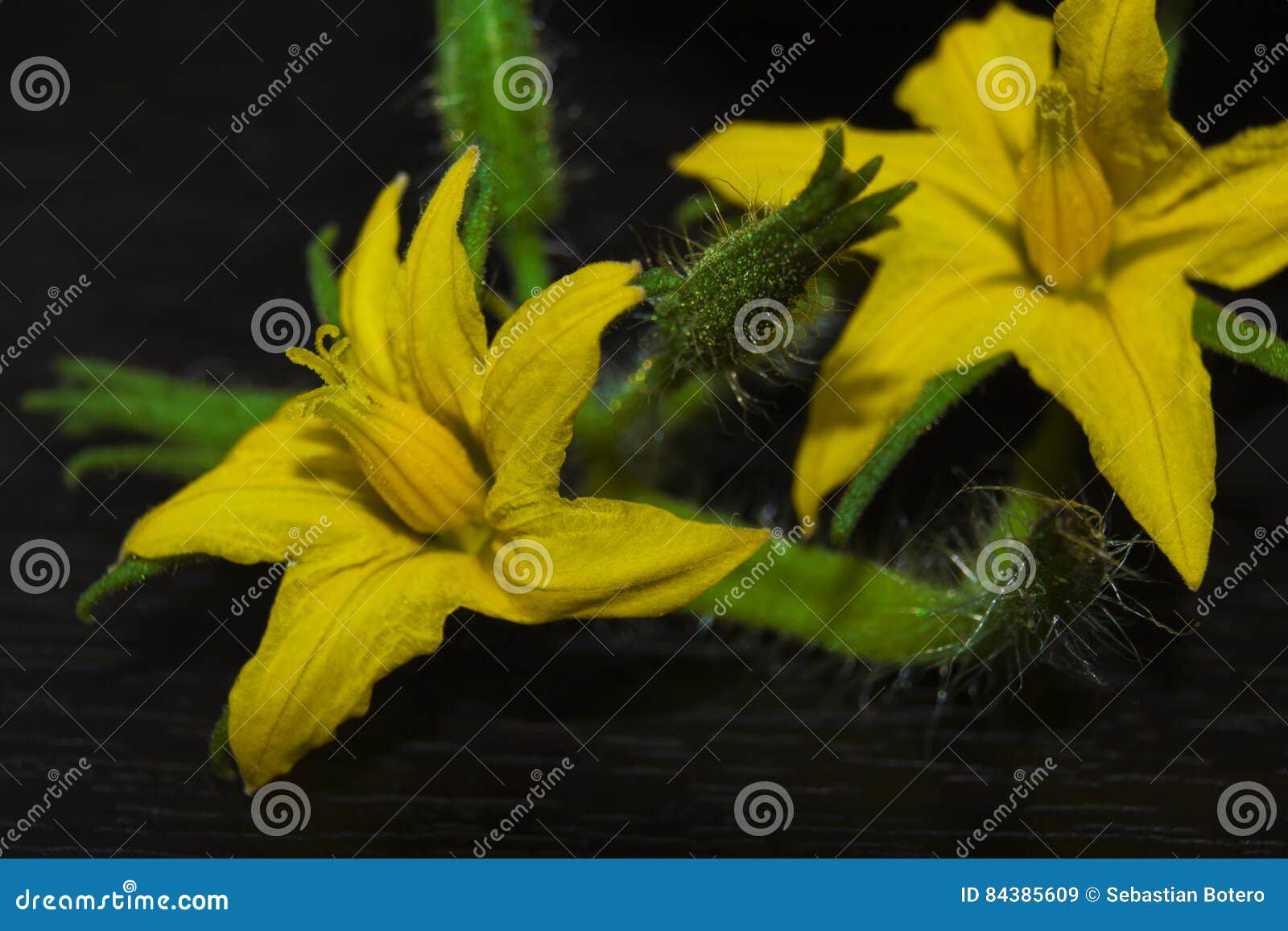 Macro Da Flor Do Tomate Com Detalhes Flor Amarela Do Tomate Imagem de ...