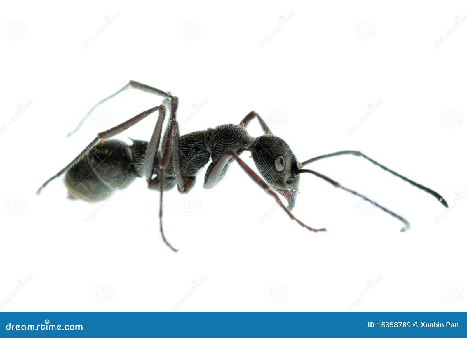 Macro Da Formiga Do Inseto Isolado Imagem de Stock - Imagem de maxila ...