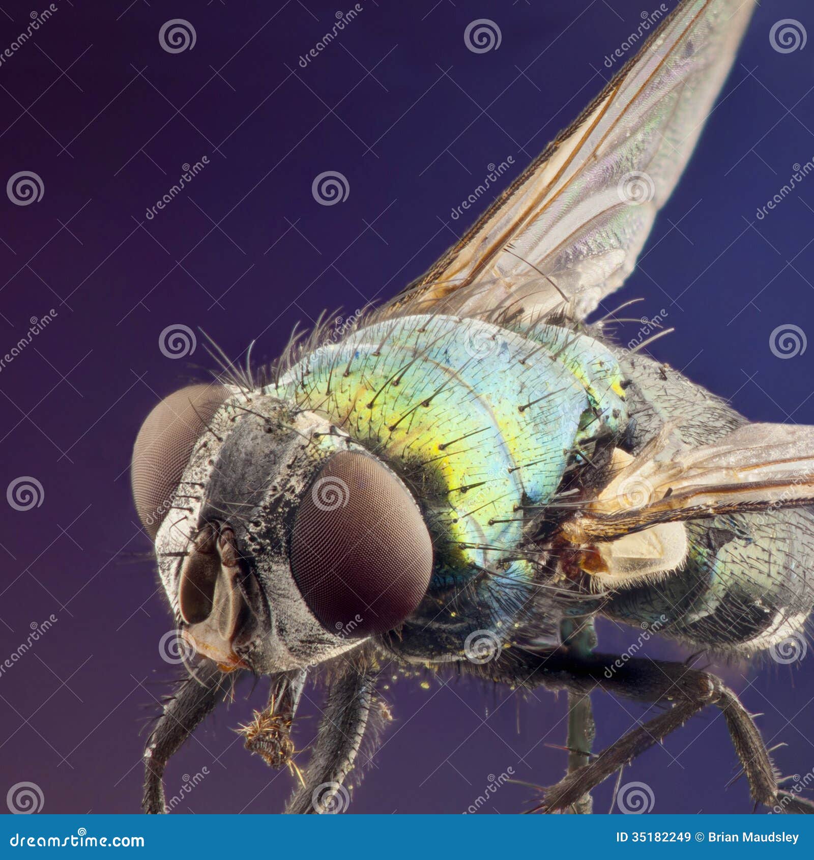 Macro Da Mosca Colorida Verde-clara Imagem de Stock - Imagem de pés ...