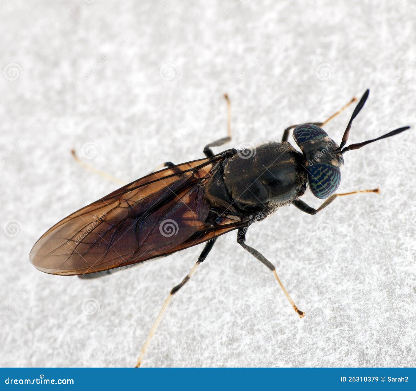 Macro Da Mosca De Cavalo - Tabadinae Imagem de Stock - Imagem de grande ...