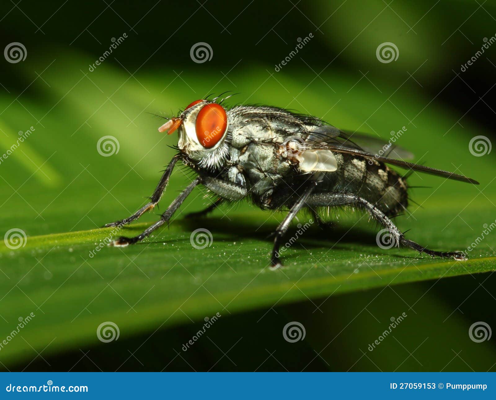 Macro da mosca do inseto imagem de stock. Imagem de conceito - 27059153