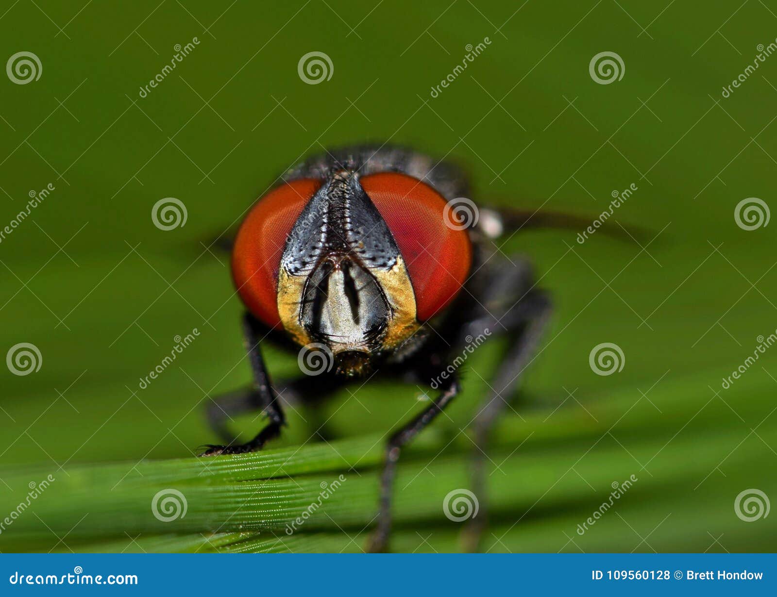 Macro Da Mosca Que Mostra Seus Olhos Compostos Vermelhos Foto de Stock ...