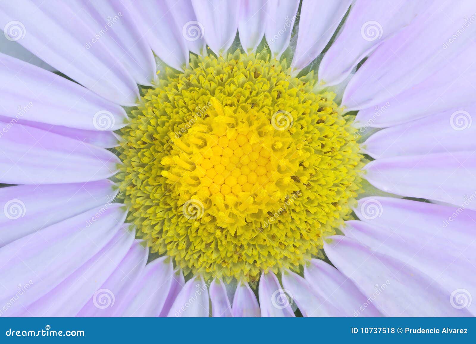 Macro daisy stock photo. Image of gardening, nature, white - 10737518