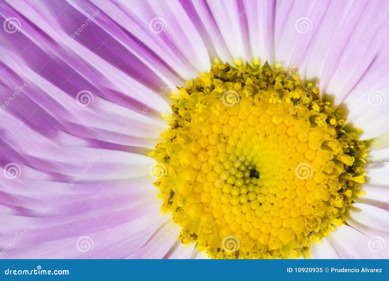 Macro daisy stock image. Image of spring, colorful, bloom - 10920935