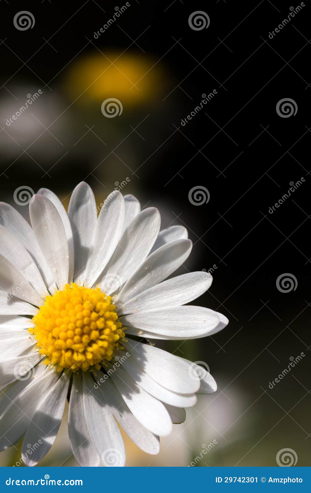 Daisy Blossom Macro (on Dark) Stock Image - Image of flowers, petal ...