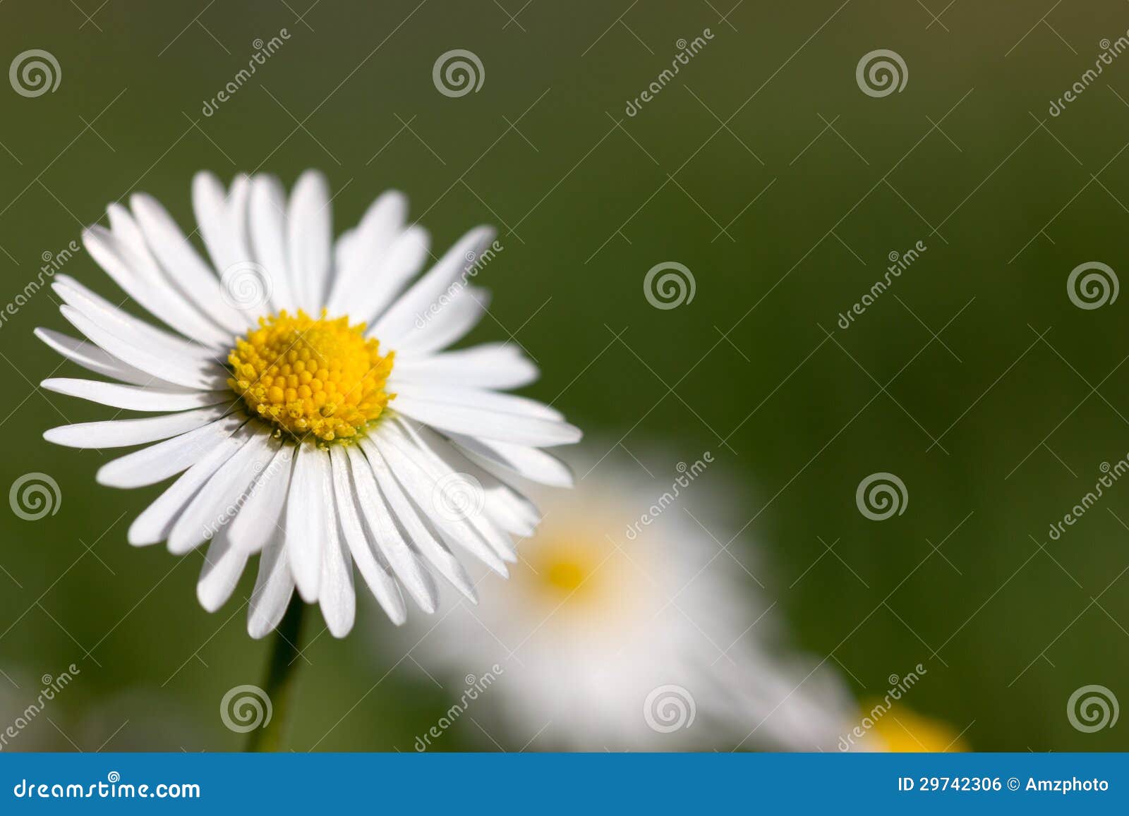 Daisy Blossom Macro (on Green) Stock Photo - Image of fresh, perennis ...