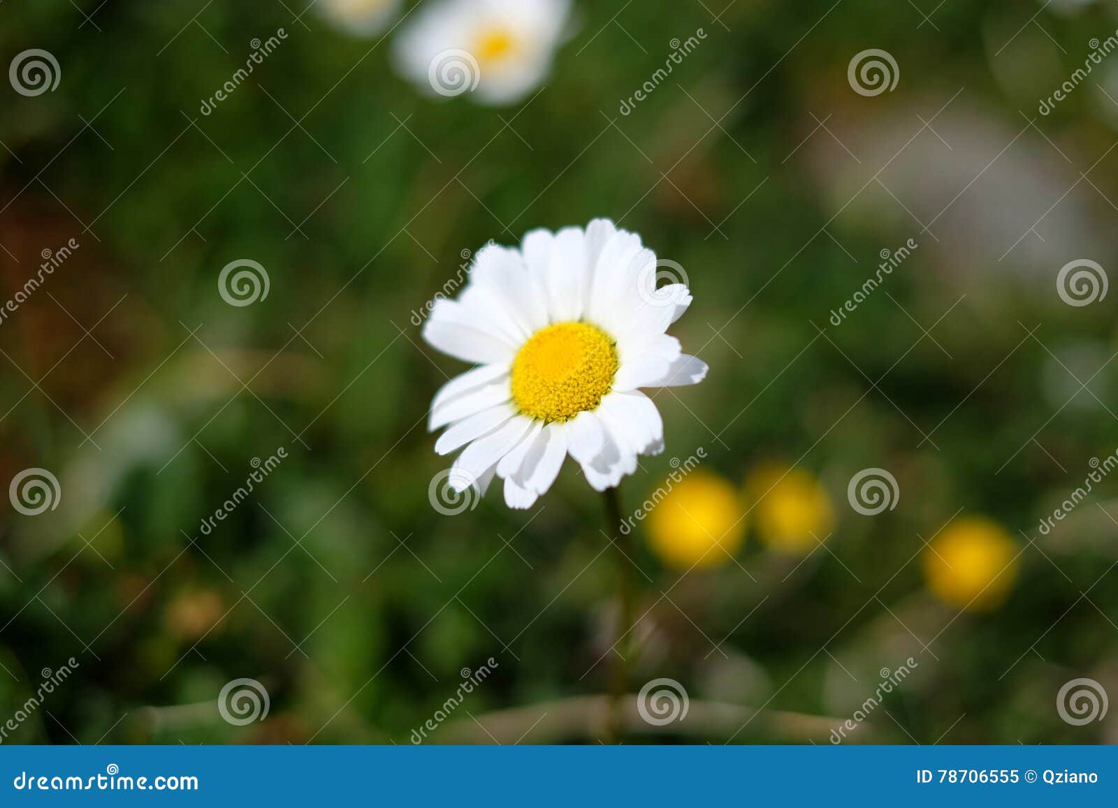 Macro daisy, flower stock image. Image of growth, natural - 78706555