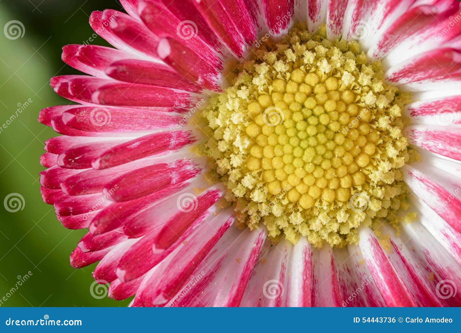 Macro daisy stock photo. Image of summer, daisy, stem - 54443736