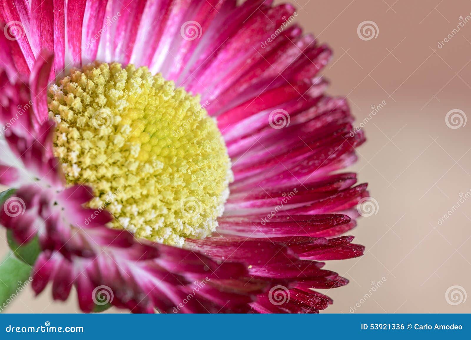 Macro daisy stock photo. Image of marguerite, sunny, pollen - 53921336