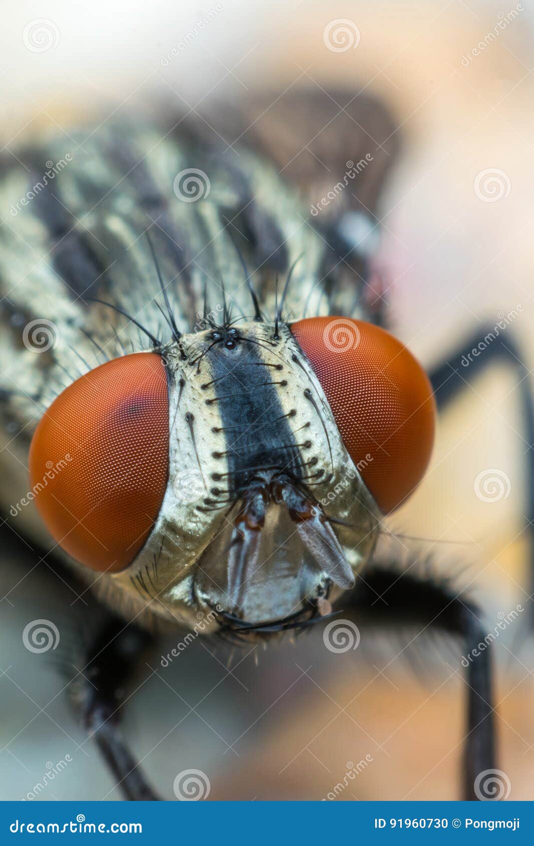 Macro Das Moscas Ou Do Inseto Da Mosca Foto de Stock - Imagem de olho ...