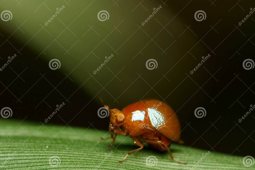 Macro de Brown Beetlefly imagen de archivo. Imagen de bicho - 8033599