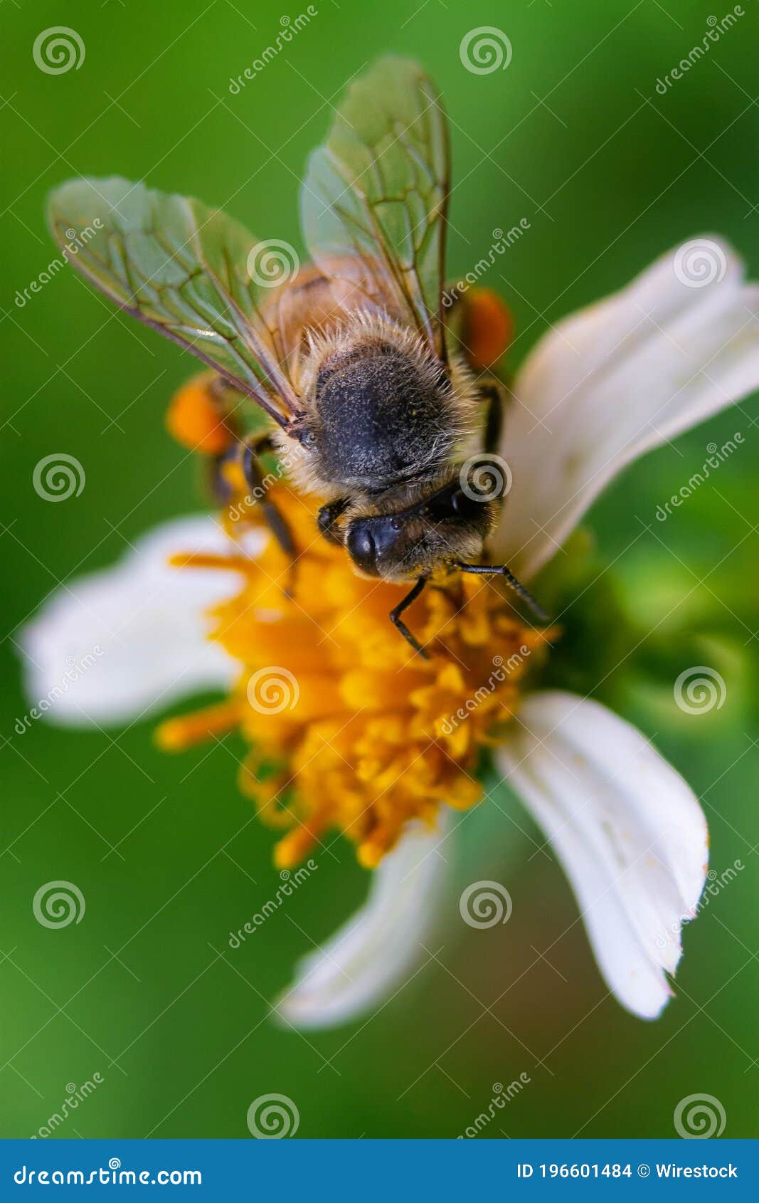 Macro De Cierre De Una Abeja Polinizando Una Flor Foto de archivo ...