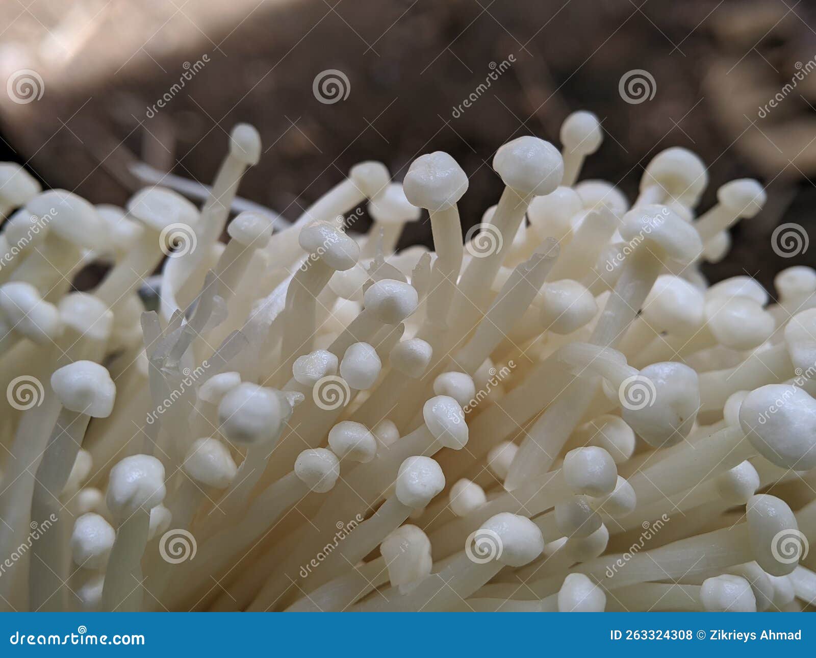Macro De Hongos Enoki Blancos Foto de archivo - Imagen de flor, animal ...
