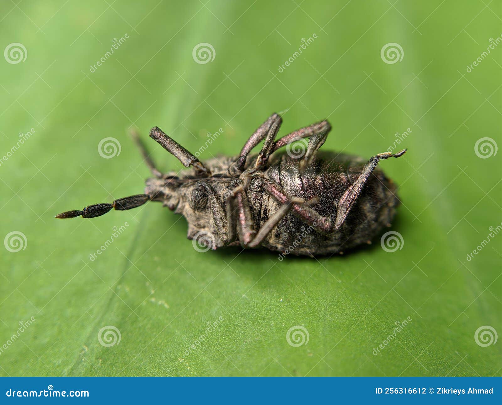 Macro De Insectos De Insectos De Insectos Helidos En Hojas Verdes Foto ...