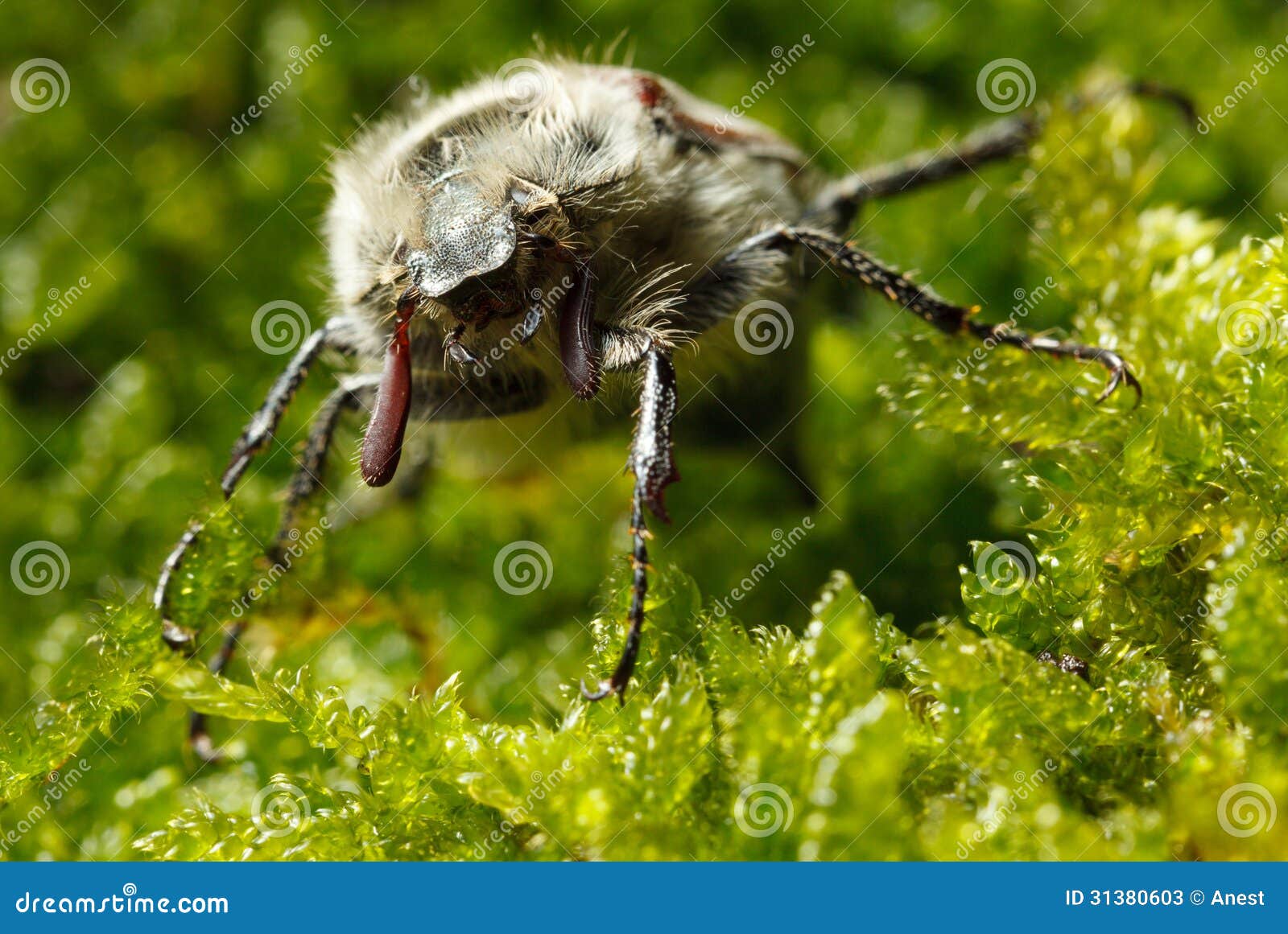 Macro De La Cara Del Insecto Imagen de archivo - Imagen de insecto ...