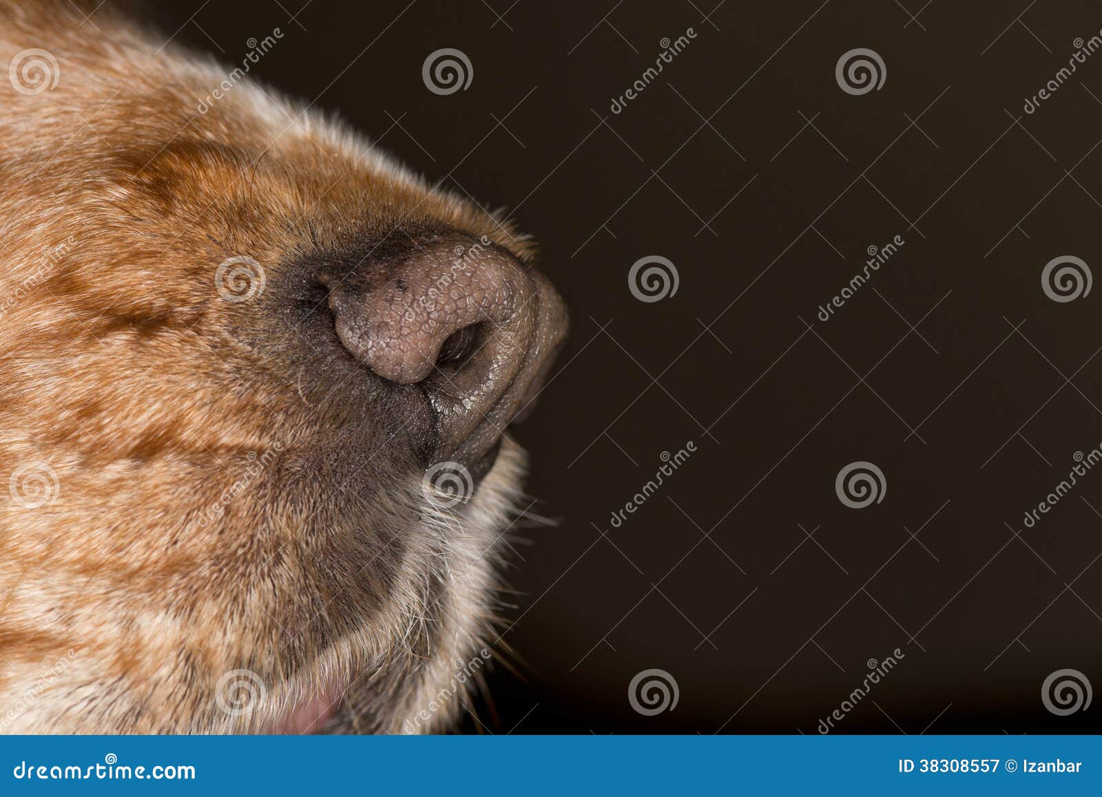 Macro de la nariz de perro imagen de archivo. Imagen de olor - 38308557