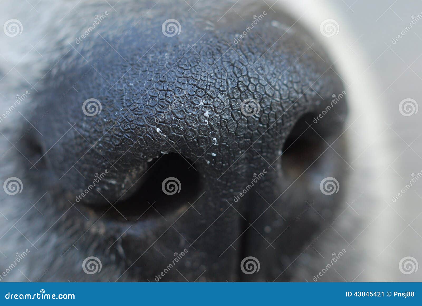 Macro de la nariz de perro imagen de archivo. Imagen de zoom - 43045421