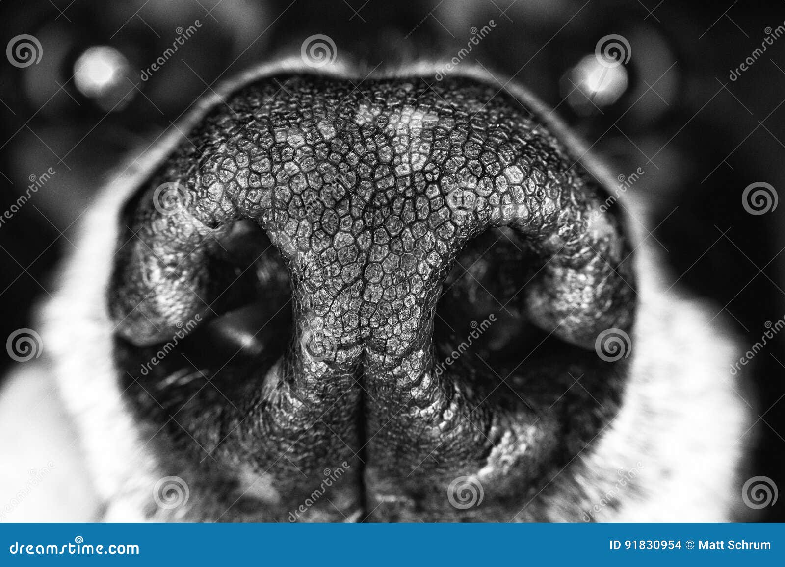 Macro de la nariz de perro foto de archivo. Imagen de foto - 91830954