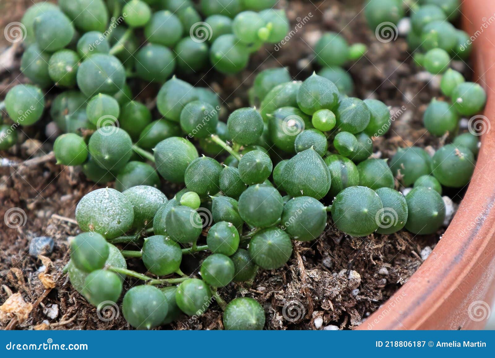 Macro De Las Hojas En Una Cadena De Perlas Planta Imagen de archivo ...