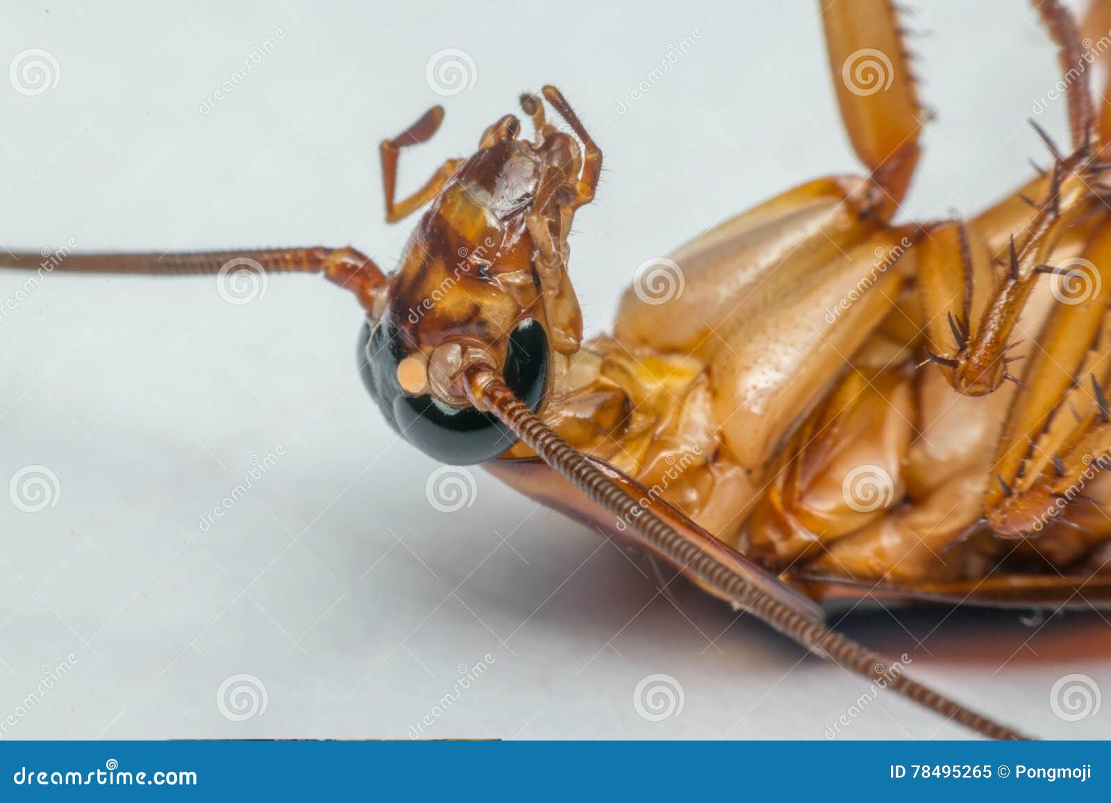 Macro De Los Insectos De La Cucaracha De La Orden Blattodea Imagen de ...