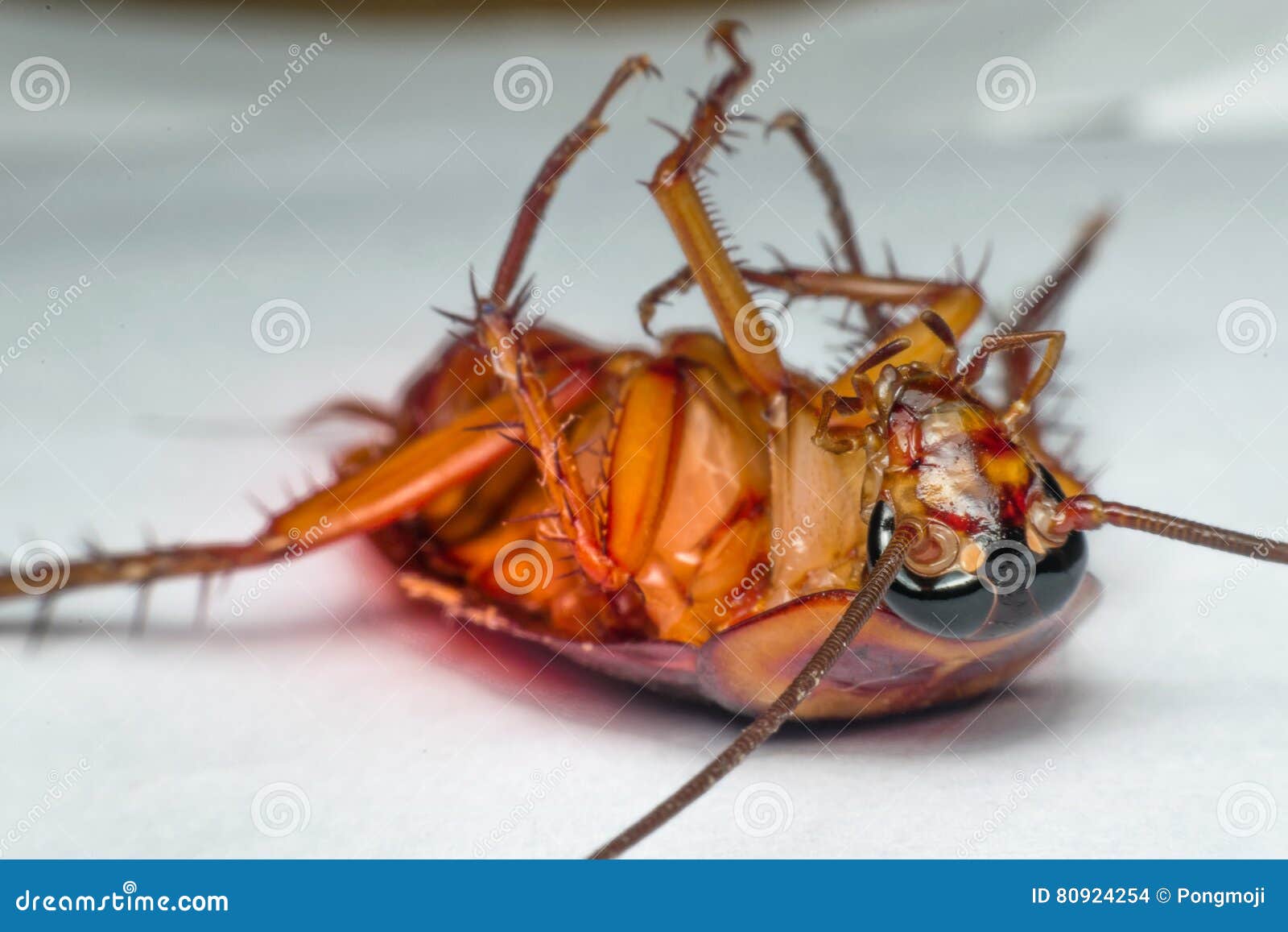 Macro De Los Insectos De La Cucaracha De La Orden Blattodea Foto de ...