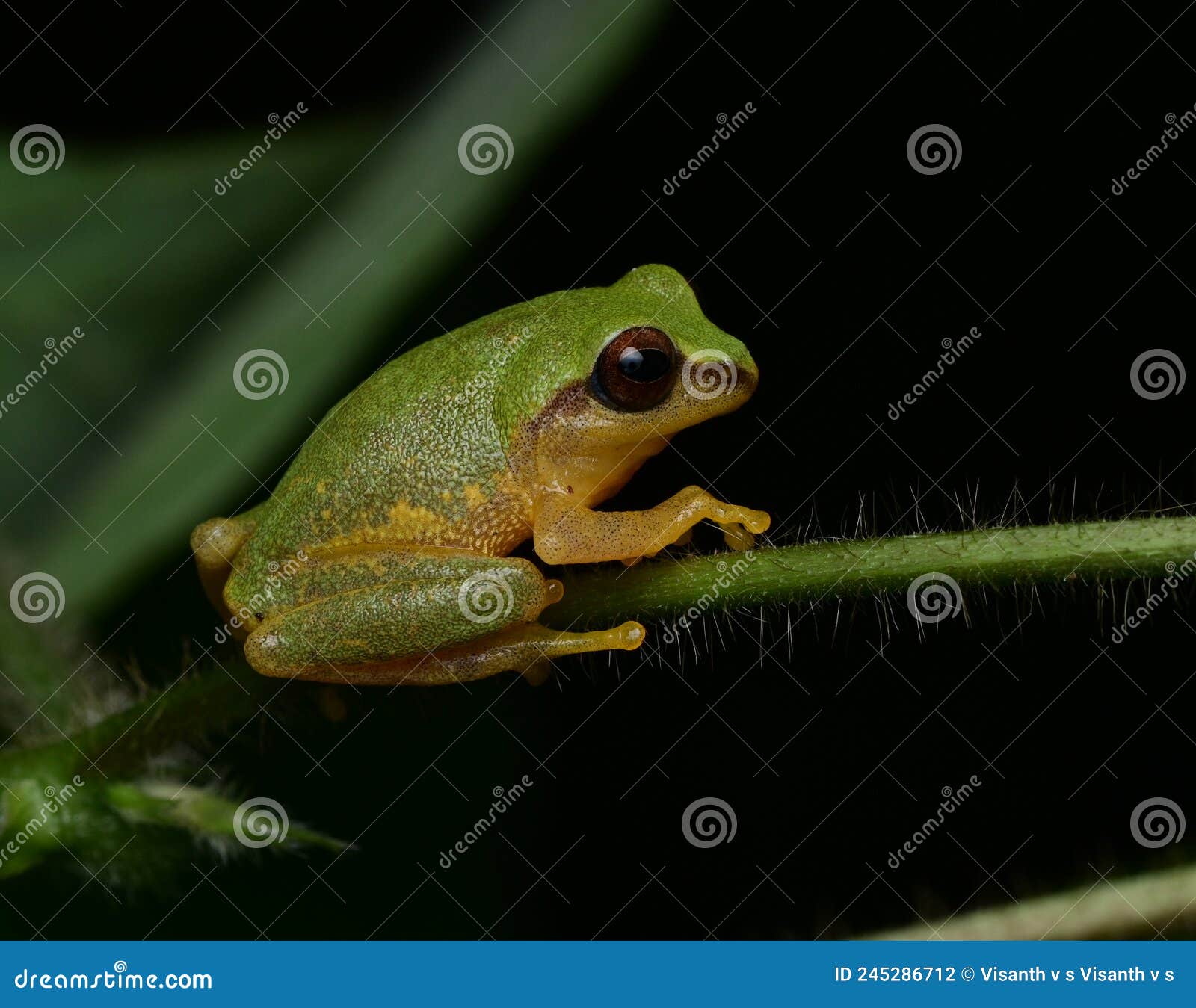 Macro De Rana De Color Verde Foto de archivo - Imagen de sapo, reptil ...