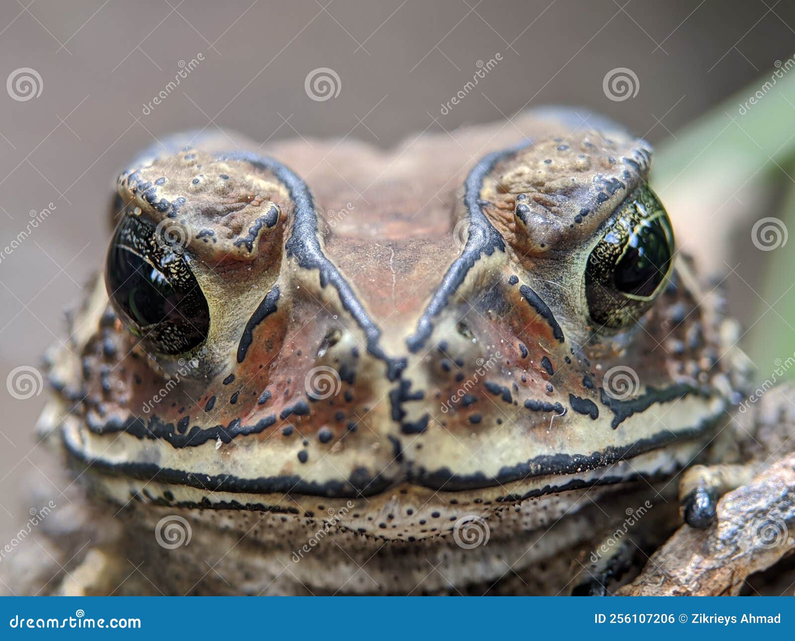 Macro De Textura De La Cara De Rana Foto de archivo - Imagen de ...