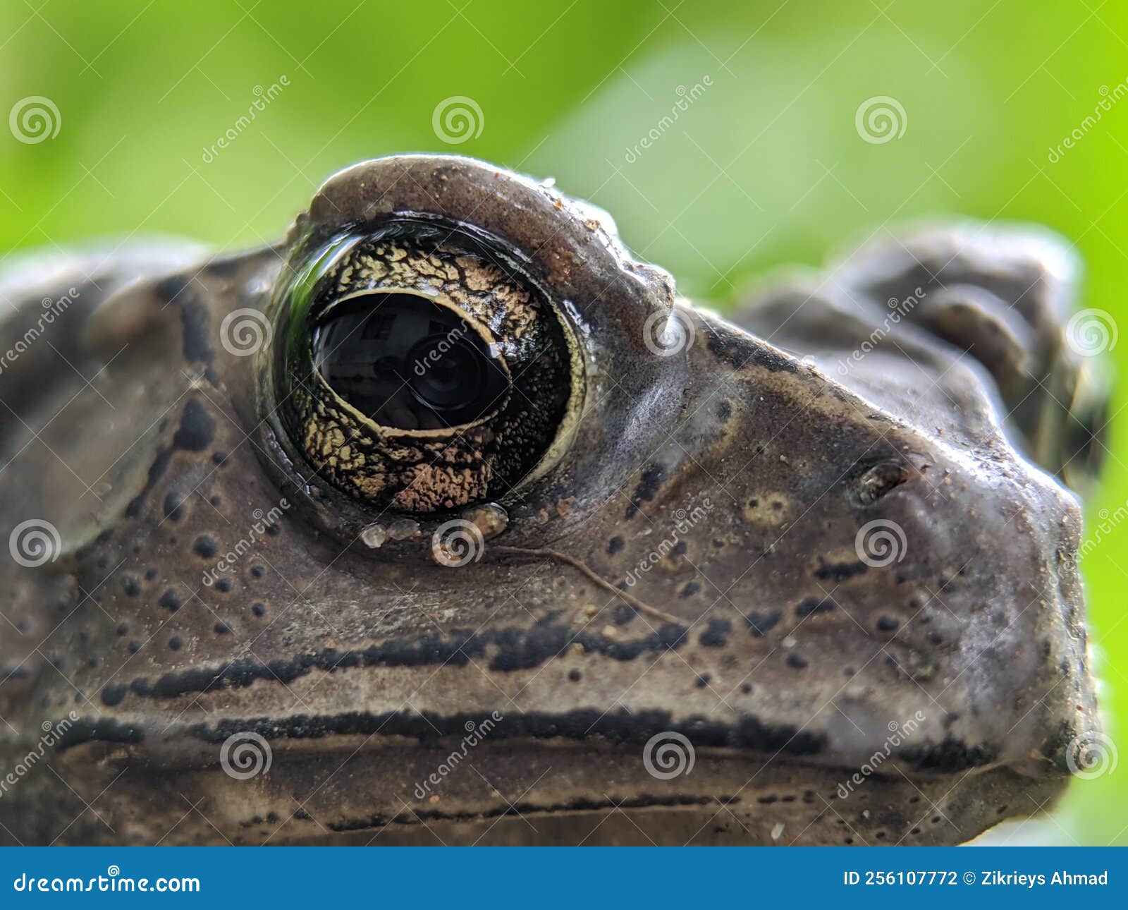 Macro De Textura De La Cara De Rana Foto de archivo - Imagen de cara ...
