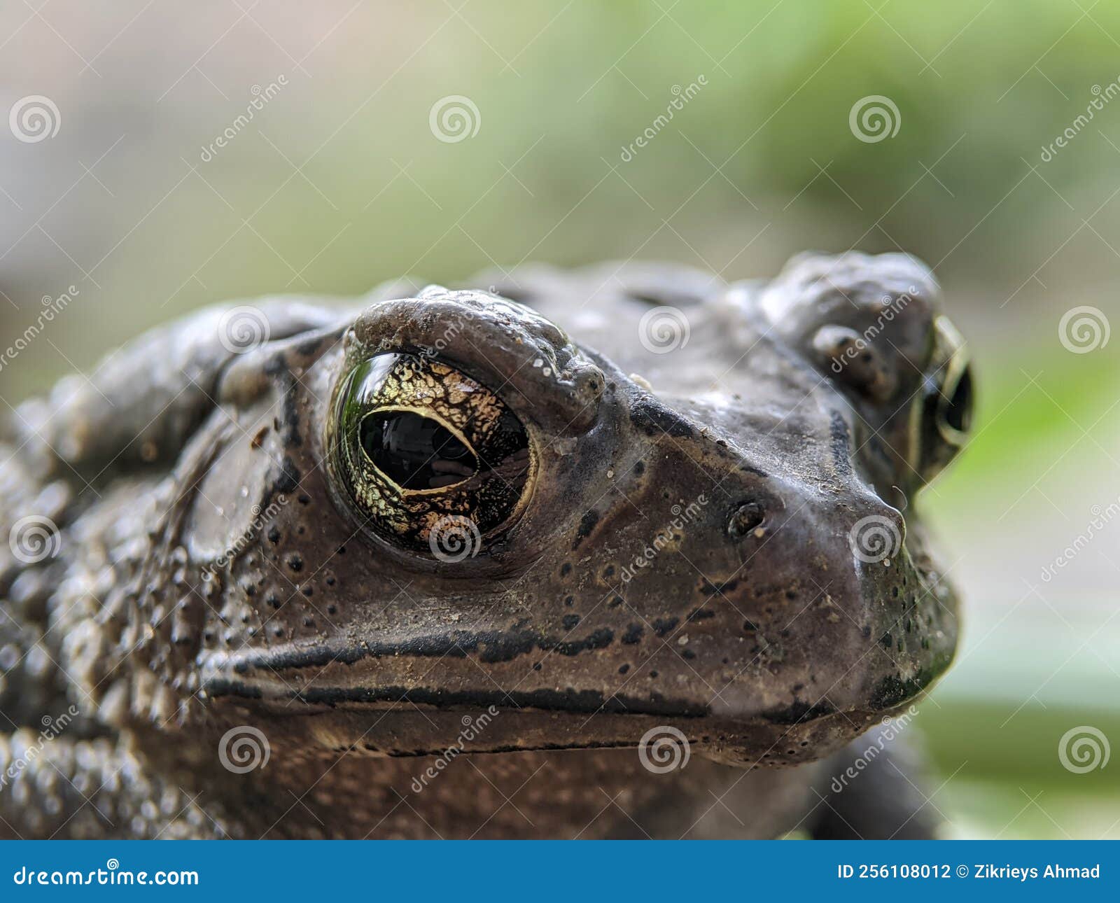 Macro De Textura De La Cara De Rana Foto de archivo - Imagen de animal ...