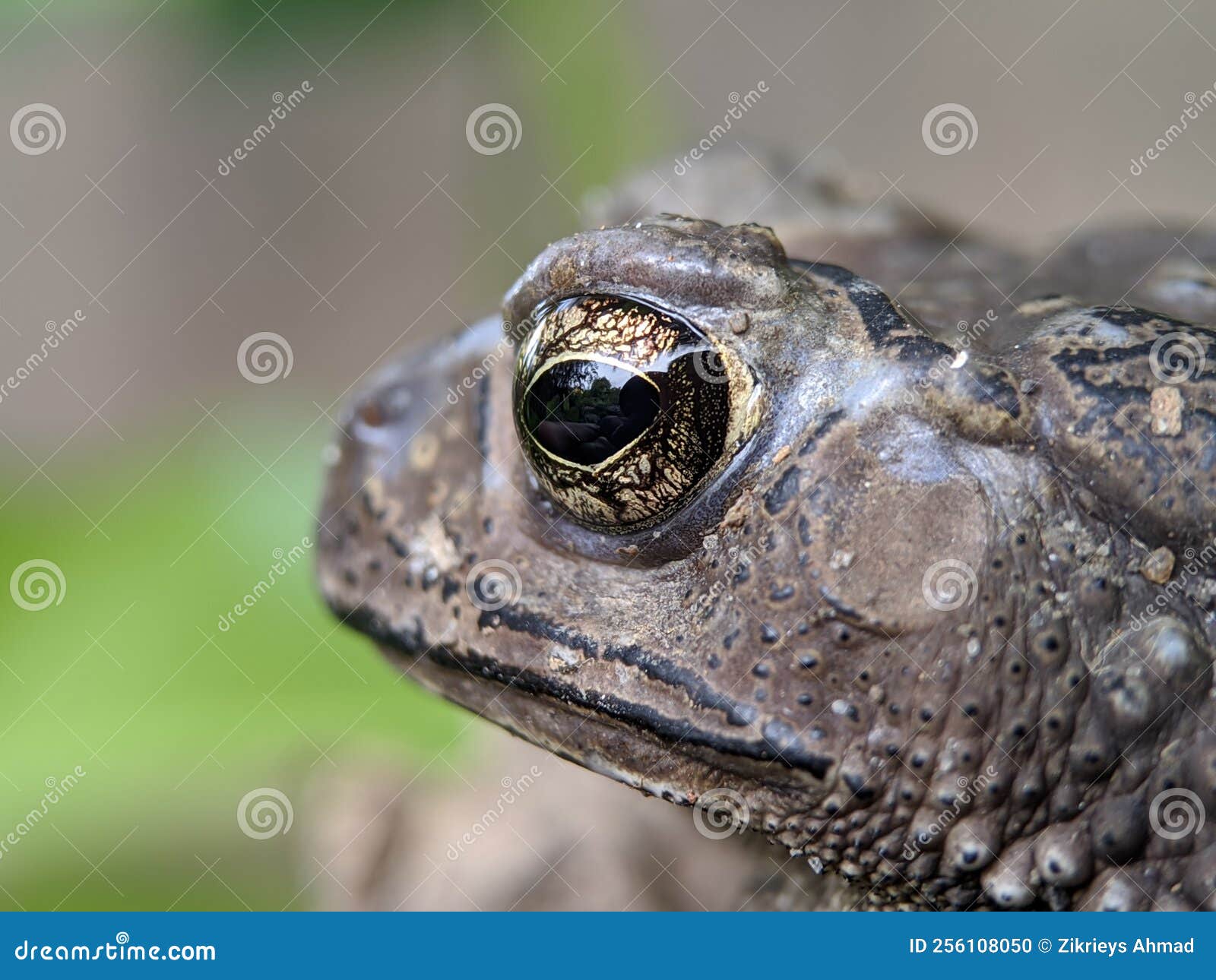 Macro De Textura De La Cara De Rana Foto de archivo - Imagen de verde ...