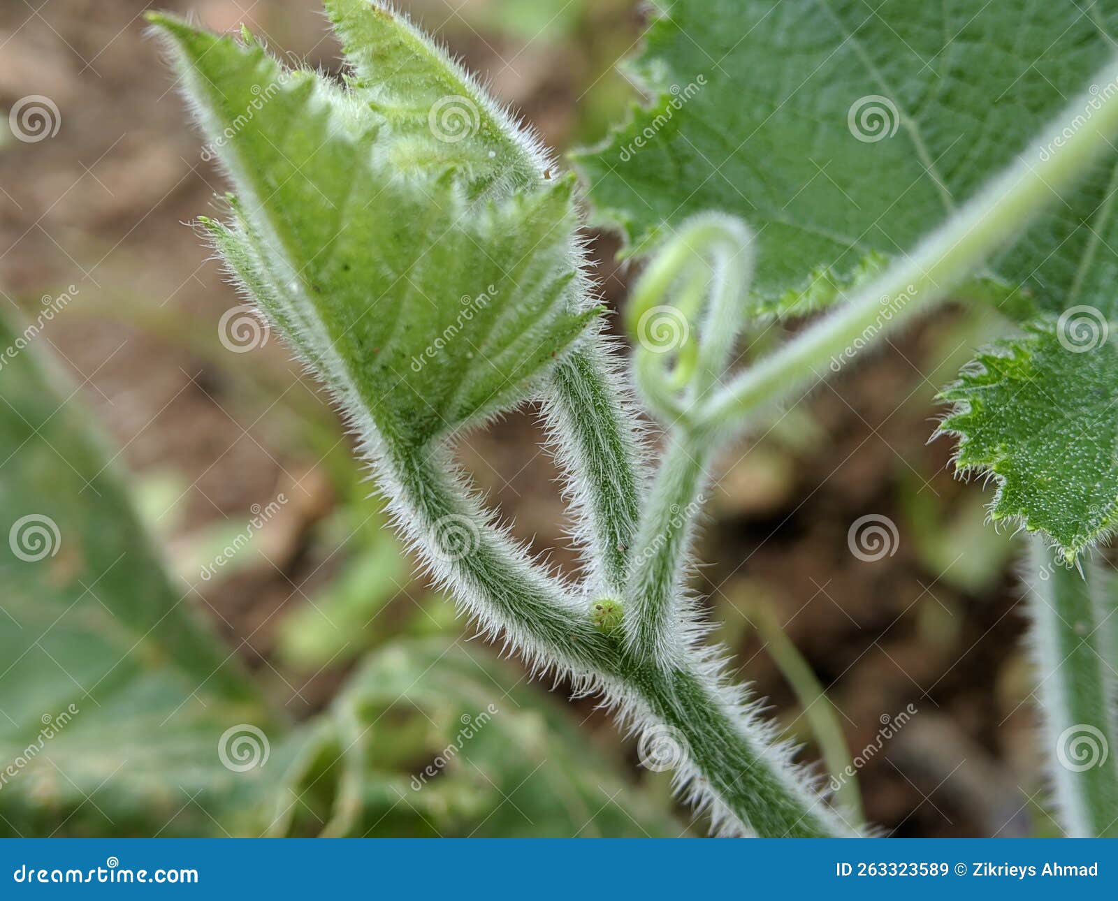 Macro De Textura De Planta De Tallo Verde Imagen de archivo - Imagen de ...