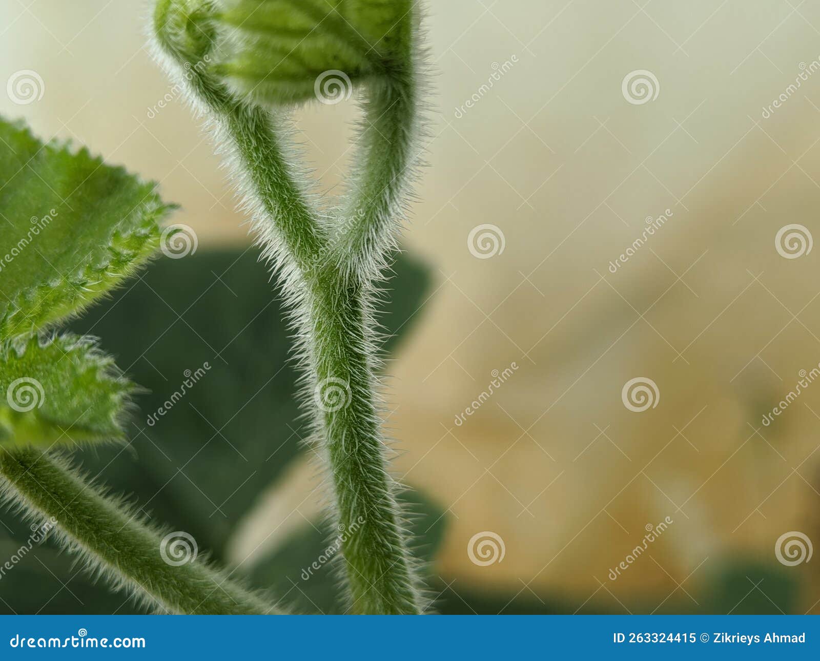 Macro De Textura De Planta De Tallo Verde Imagen de archivo - Imagen de ...