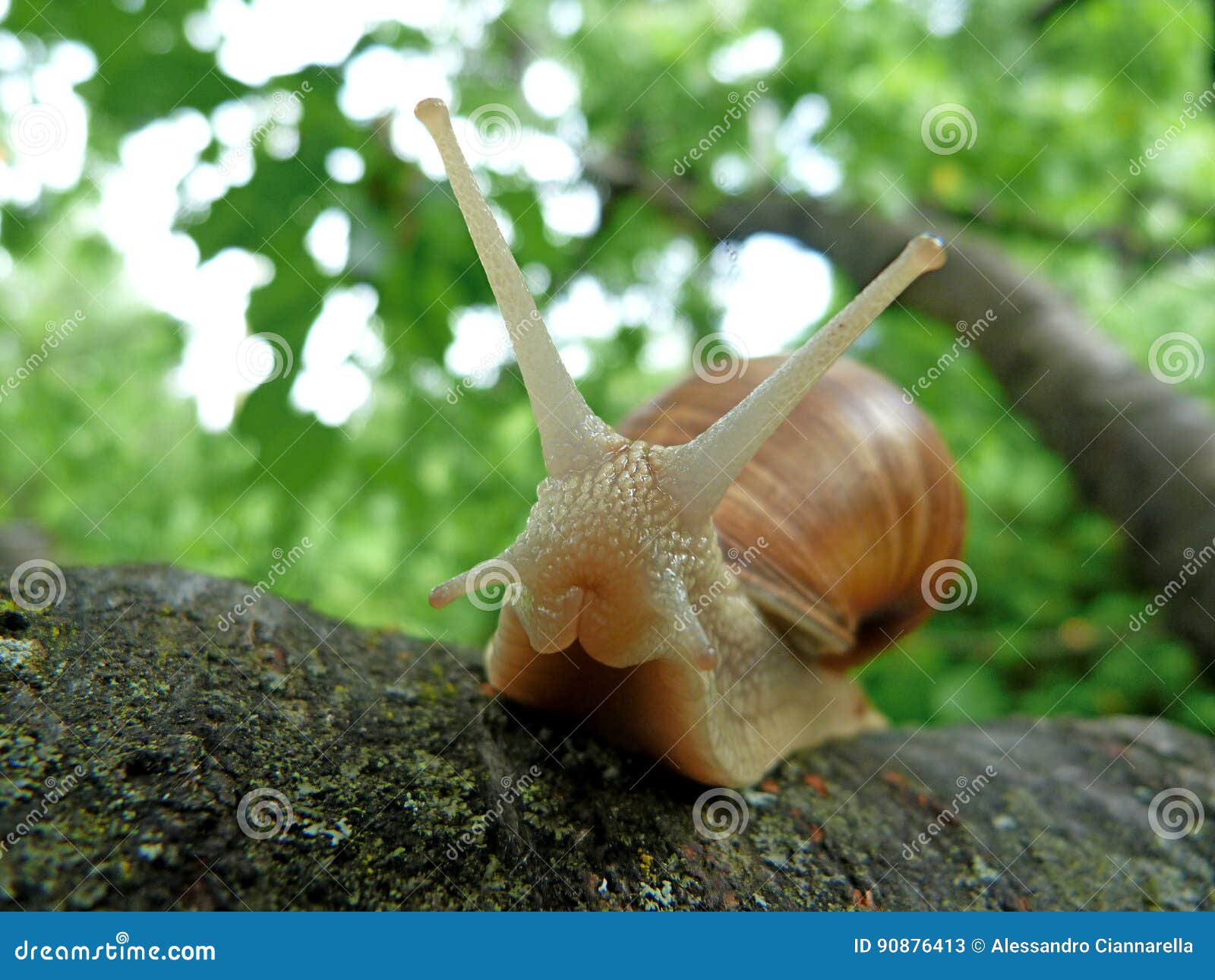 Macro De Um Caracol Em Uma Planta Imagem de Stock - Imagem de inseto ...