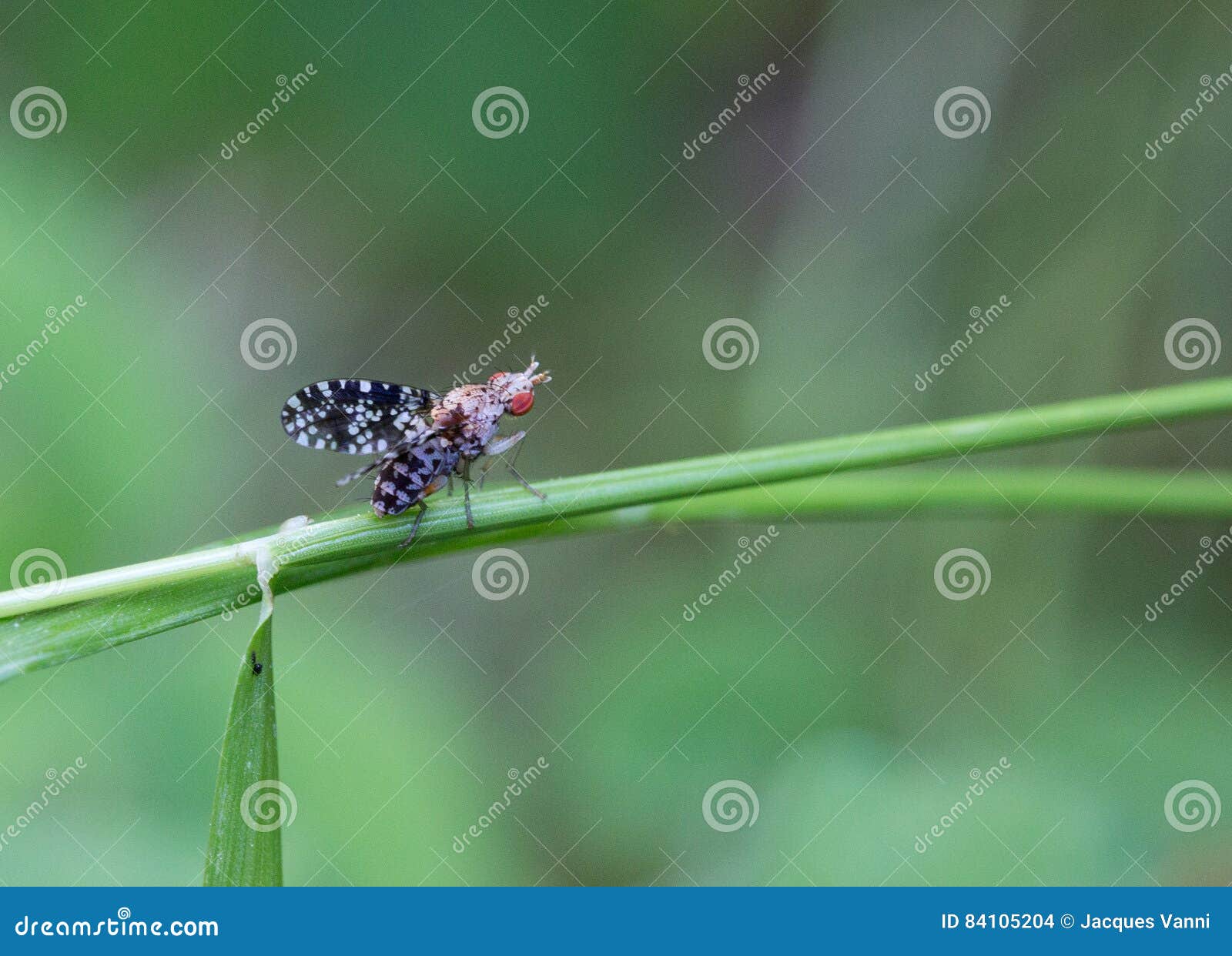 Macro De Um Inseto: Punctulata De Trypetoptera Foto de Stock - Imagem ...