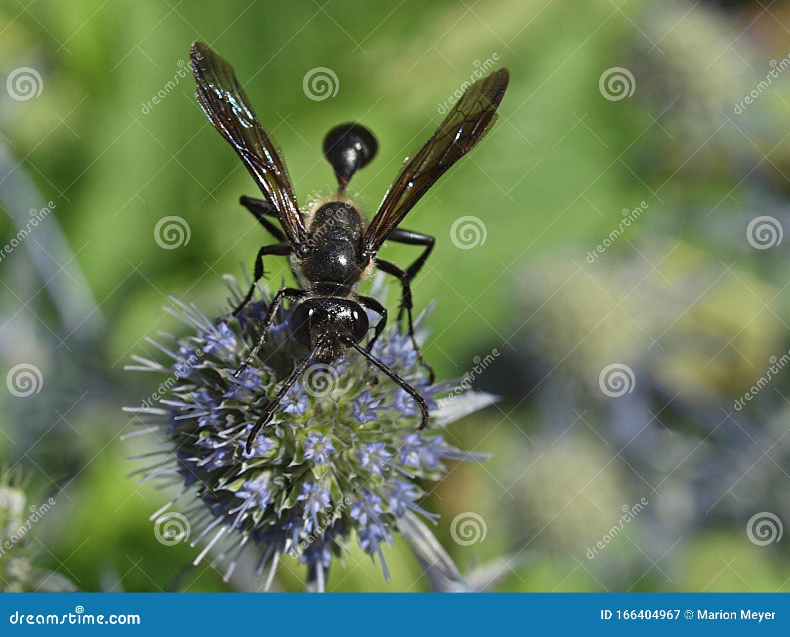 Macro de um inseto voador imagem de stock. Imagem de vôo - 166404967